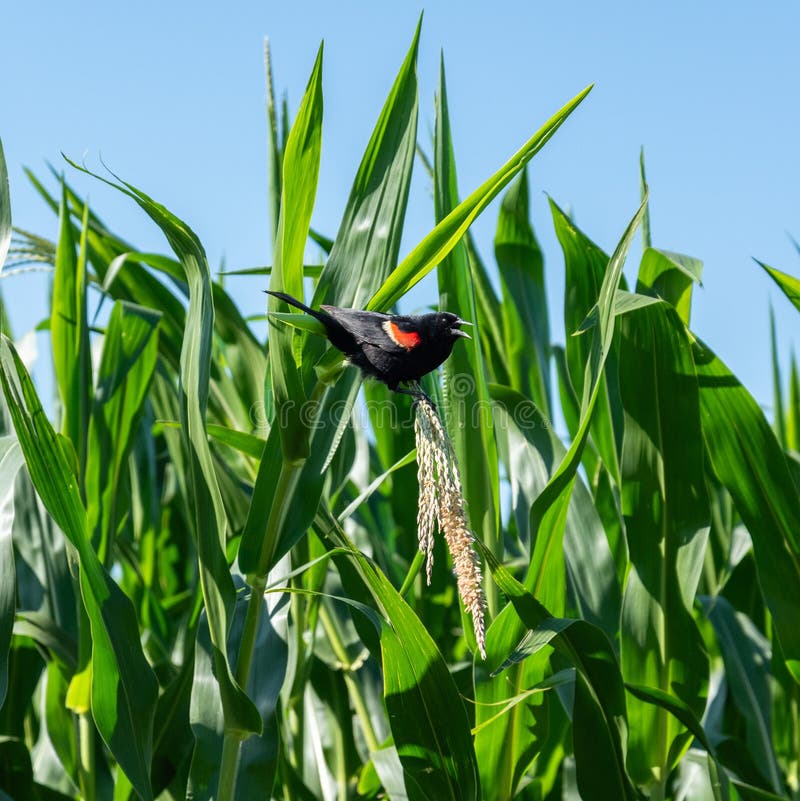 Red Winged Blackbird on Corn Stalks Stock Photo - Image of farm ...
