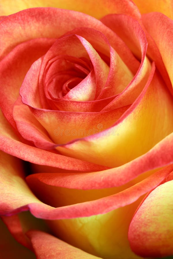 Single red and yellow rose stock photo. Image of floral - 5279686