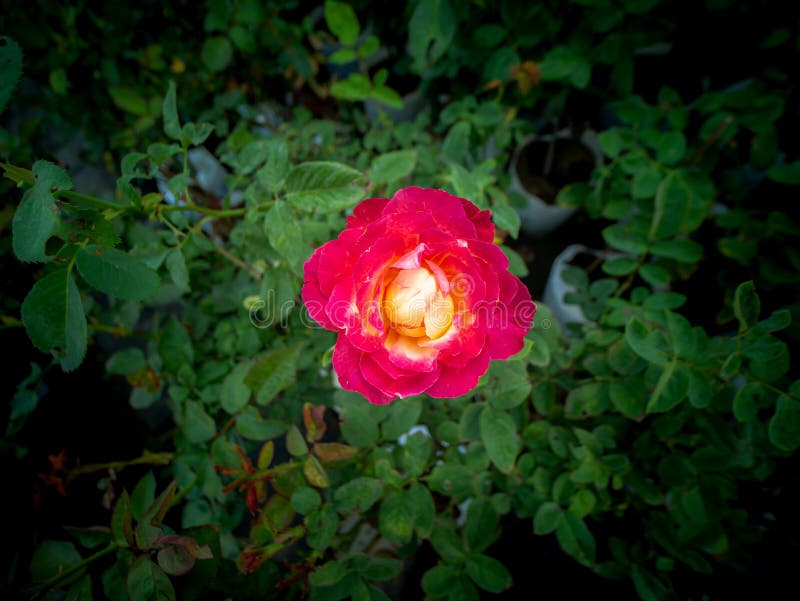 Single Red Yellow Rose Blooming in the Field Stock Photo - Image of ...