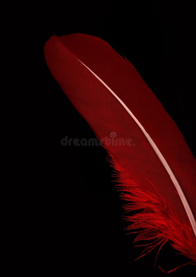 Single Redd Feather Isolated on Black Background Stock Image - Image of ...