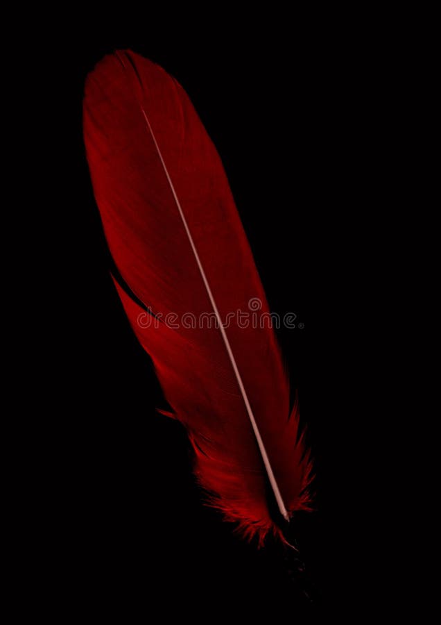 Single Redd Feather Isolated on Black Background Stock Image - Image of ...