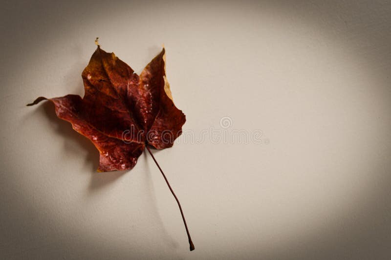 A Single Reddish Brown Maple Autumn Maple Leaf with Curled Ends ...