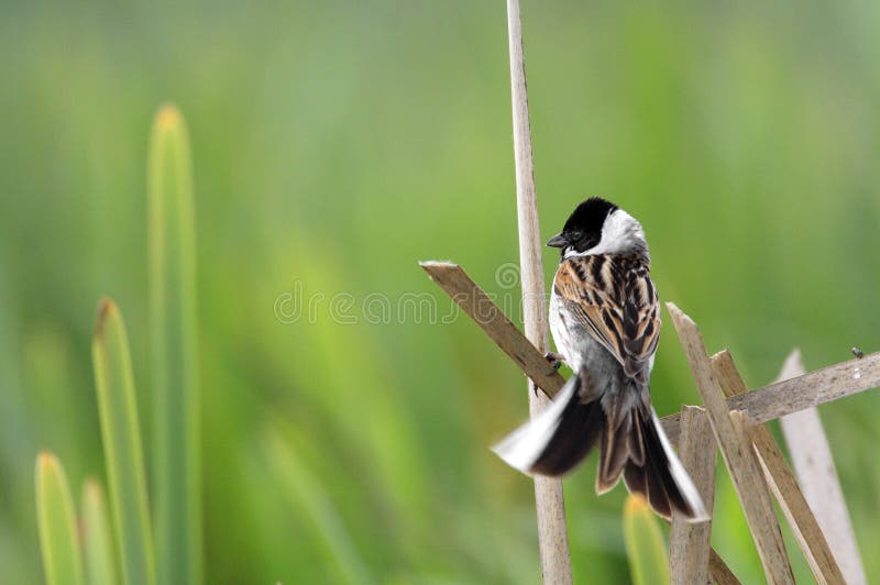 Single Reed Bunting Bird on a Reed Stem during a Spring Nesting Stock ...