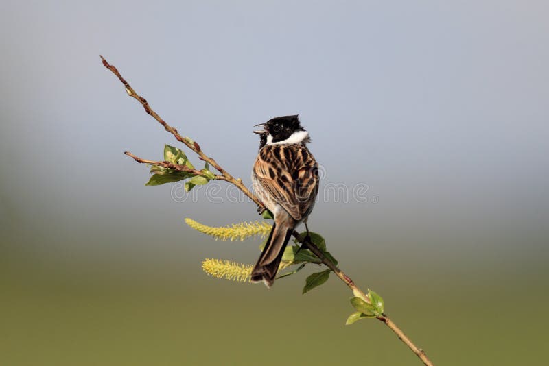Single Reed Bunting Bird on a Tree Branch during a Spring Nesting ...