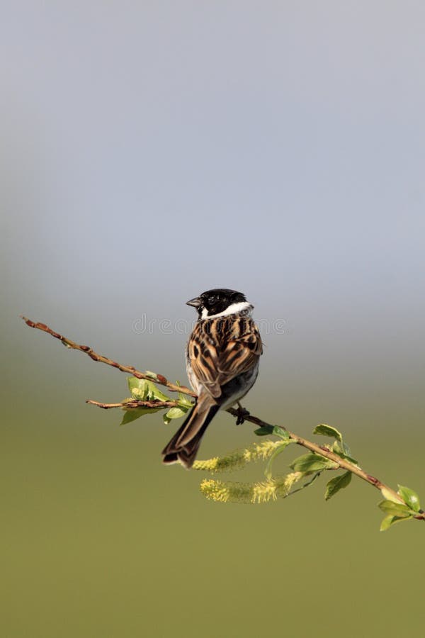 Single Reed Bunting Bird on a Tree Branch during a Spring Nesting ...