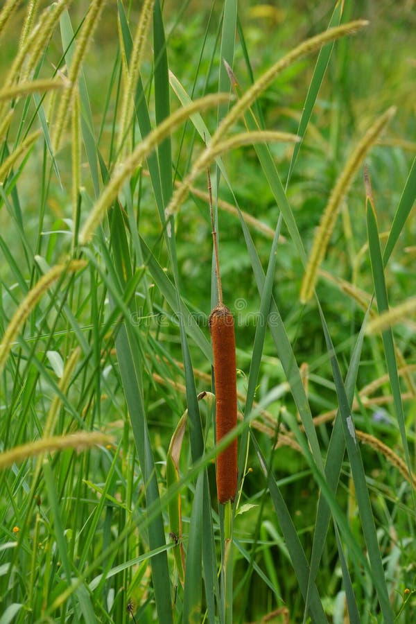 Grass reed plant stock photo. Image of reed, green, bush - 5213976