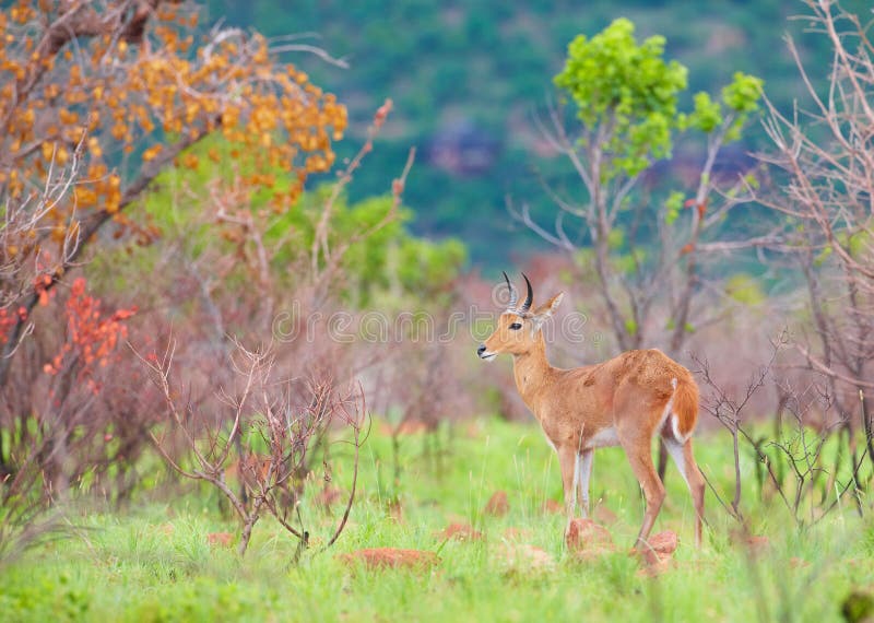 Antelope Reedbuck on the Albert Lake, Uganda Stock Image - Image of ...