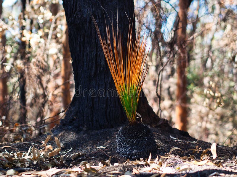 Single Rejuvenating Grass Tree Standing Alone after a Bush Fire Swept ...