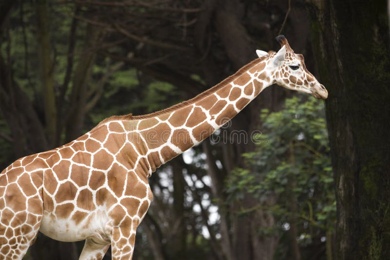 Side View Head of a Reticulated Giraffe Stock Image - Image of ...