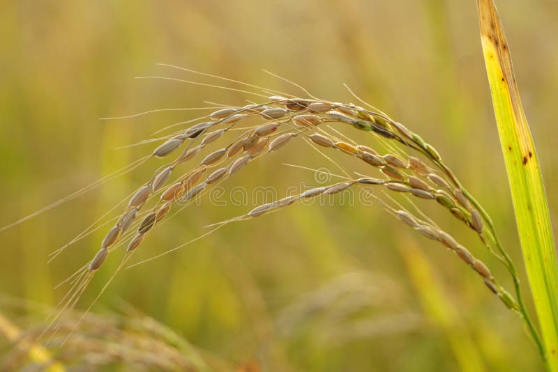 A single rice plant stock photo. Image of paddy, field - 103868080
