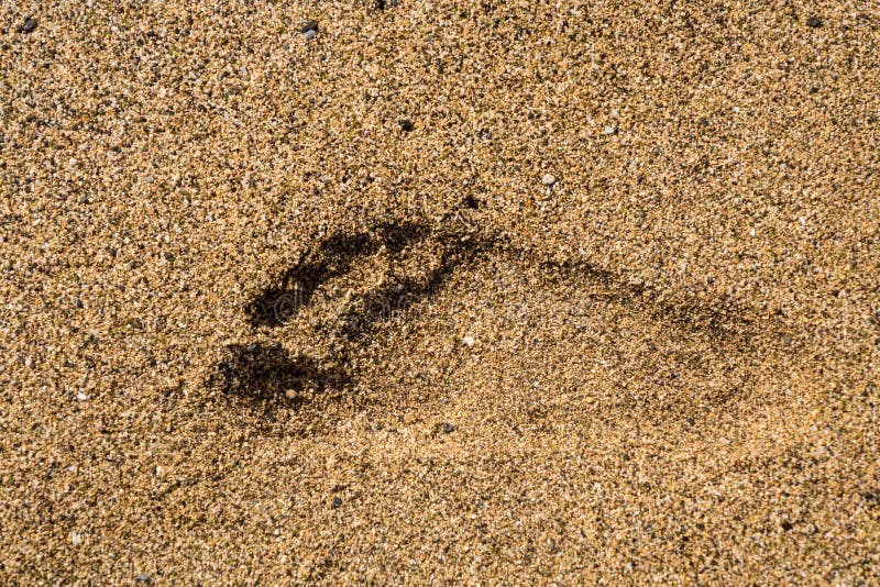 Single Right Foot Print in Sand Stock Image - Image of step, track ...