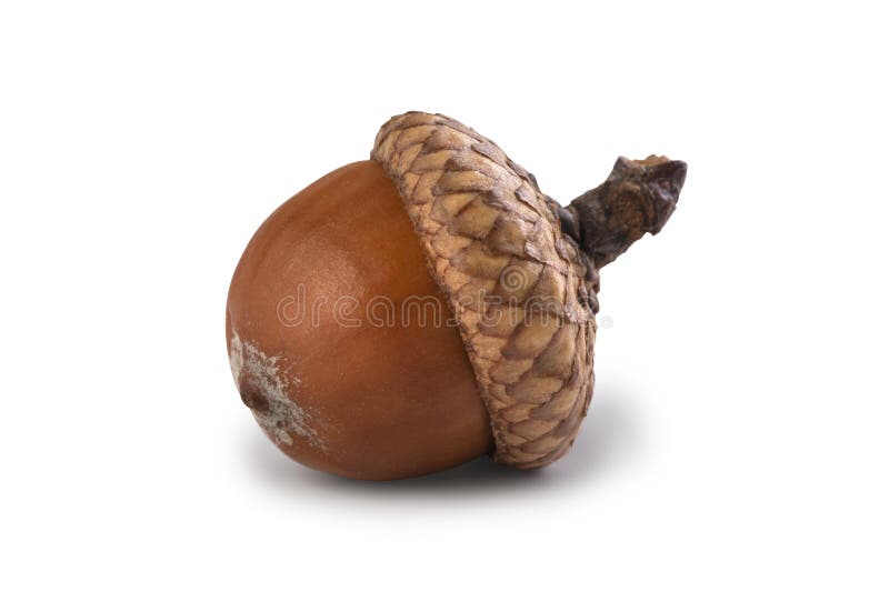 Single ripe acorn stock image. Image of shell, macro - 204095585