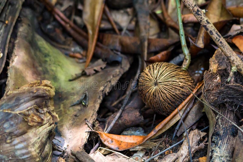 Single Ripe Balsa Tree Fruit on Ground Under Trees Stock Image - Image ...