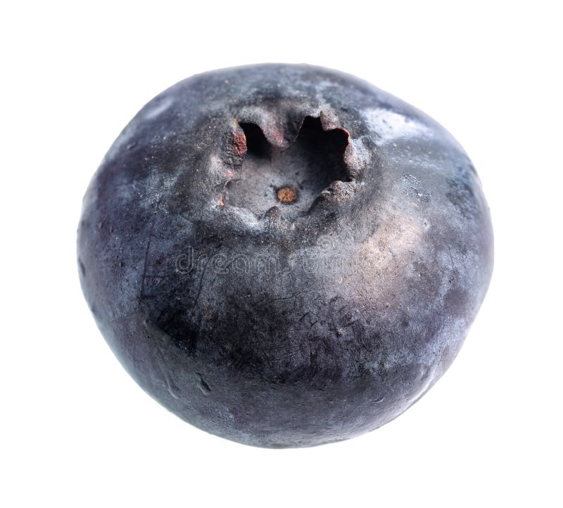 Single Blueberry stock image. Image of berry, picked - 15581891
