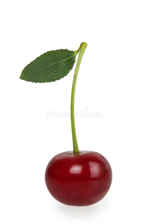 Single ripe cherry stock image. Image of background, ripe - 42351025