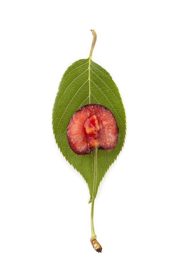 Cherry cross section stock image. Image of group, healthy - 60935513