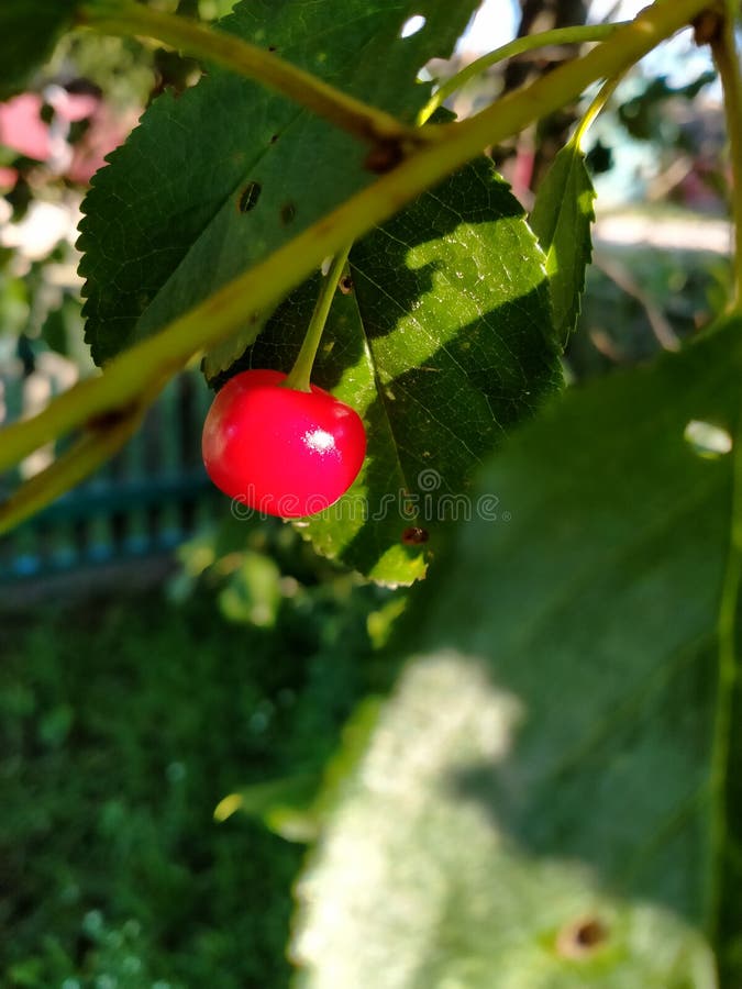 Single ripe cherry stock image. Image of ripe, wildflower - 252296713