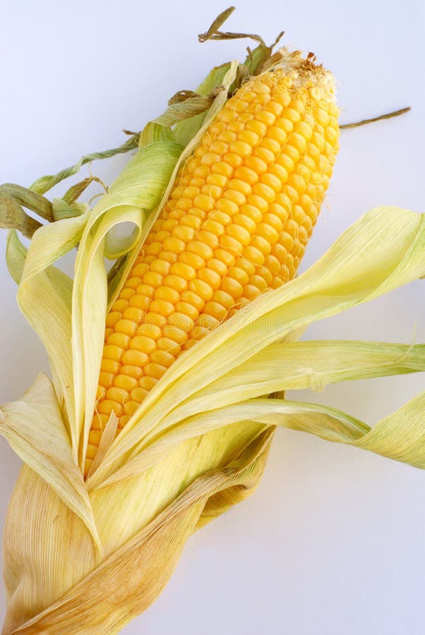 Single Yellow Corn On The Cob Stock Photo - Image of fresh, macro: 21093572