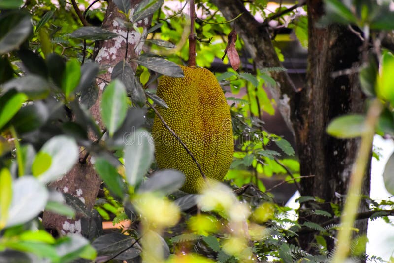 A Single Ripe Jackfruit Hanging on Jack Fruit Tree Stock Image - Image ...