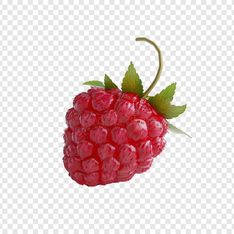 A Single Raspberry stock illustration. Illustration of nature - 336326942