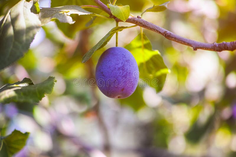 Single Ripe Plum on Tree Branch Stock Photo - Image of growth ...