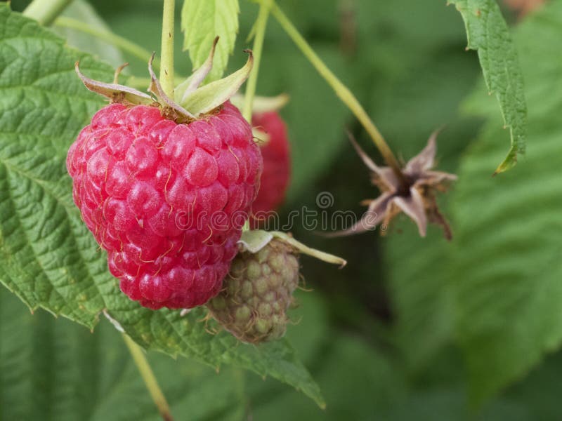 A Single Ripe Raspberry Berry, Macrophoto. Ripe Pink Berry Stock Image ...
