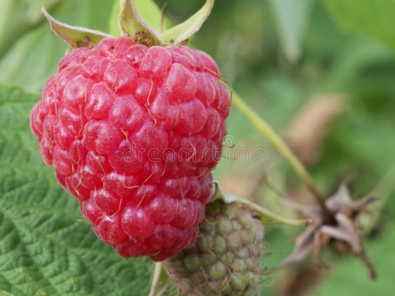 Raspberry Macrophoto Stock Photos - Free & Royalty-Free Stock Photos ...