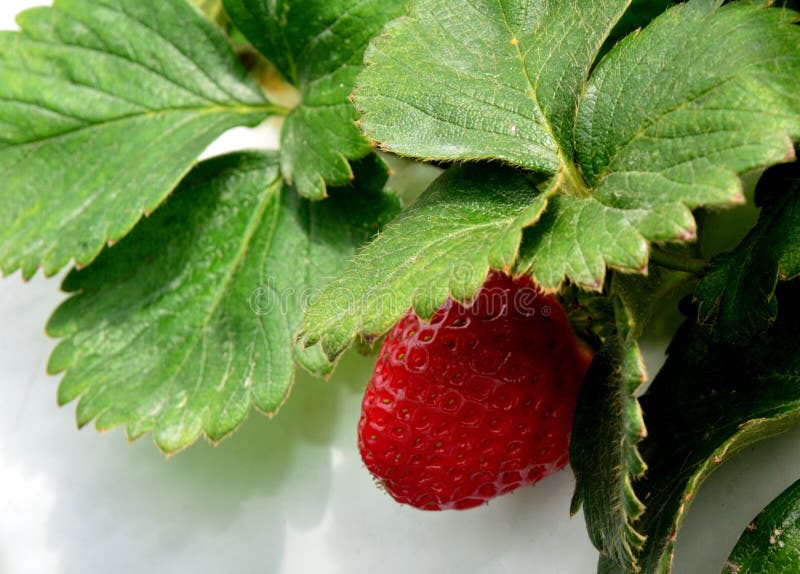 Single Ripe Strawberry Hidden Under the Leaves Stock Photo - Image of ...