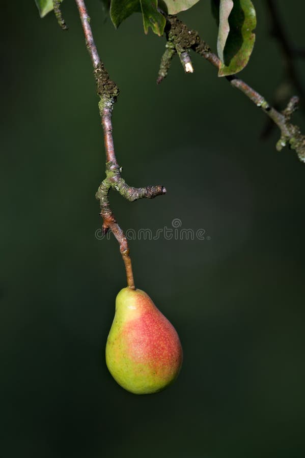 Single Ripened Pear with Red Peel on the Tree Branch. Stock Image ...