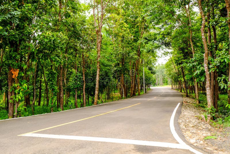 Single Road Constructed Inside the Dense Jungle from a City To Another ...