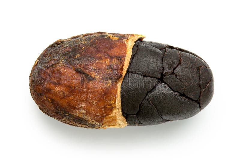 Single Roasted Half Peeled Cocoa Bean on White Stock Photo - Image of ...