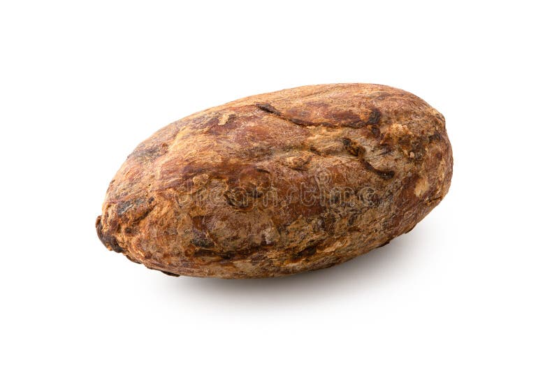 Single Roasted Unpeeled Cocoa Bean on White Stock Photo - Image of ...