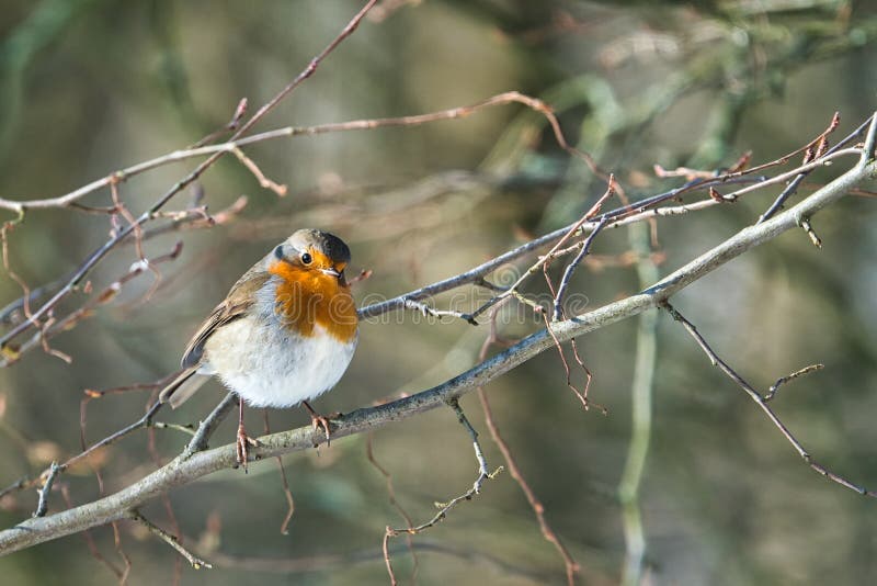 Single robin in the winter stock image. Image of ornithology - 230658135