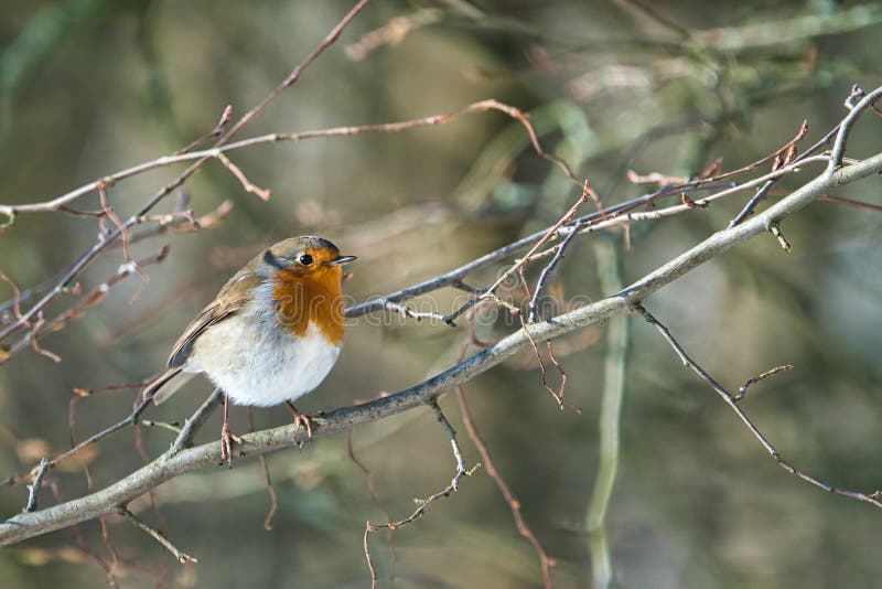 Single robin in the winter stock photo. Image of european - 230658214
