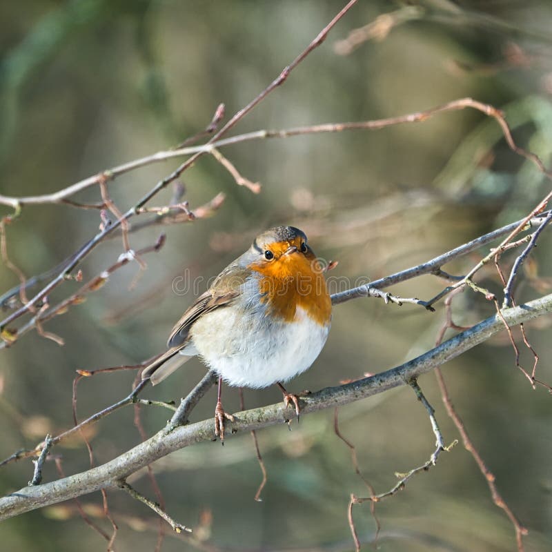 Single robin in the winter stock photo. Image of fauna - 230656992