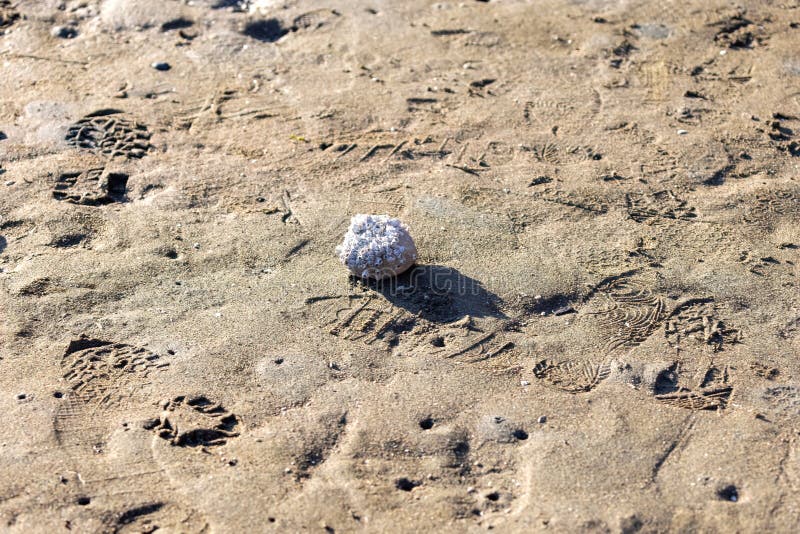 Single Rock Covered in Groups of Barnacles Stock Image - Image of tide ...