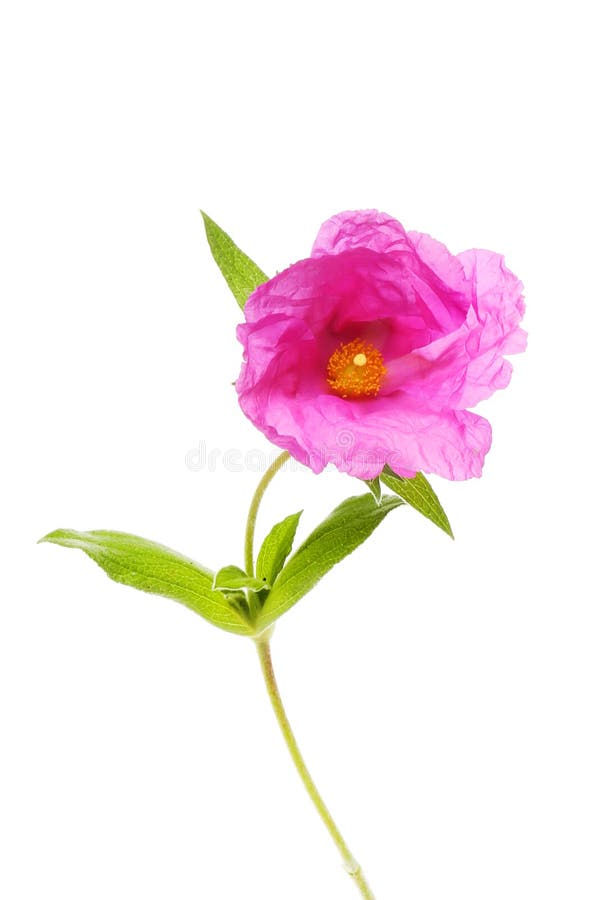 Single rock rose stock image. Image of rockrose, plant - 250918031