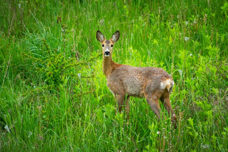 A Single Roe Deer Standing in the Green Grass Stock Photo - Image of ...