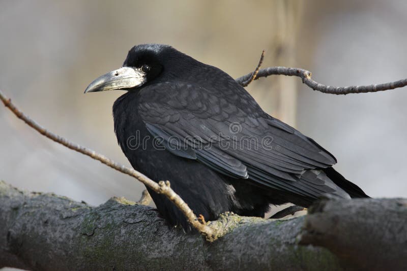 Single Rook Bird on a Tree Branch during a Spring Nesting Period Stock ...