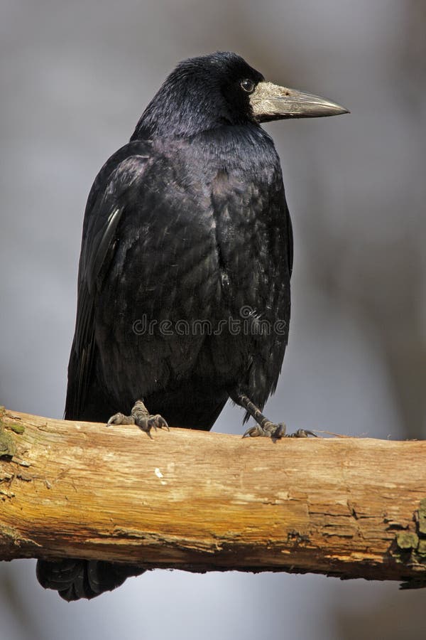 Single Rook Bird on a Tree Branch during a Spring Nesting Period Stock ...
