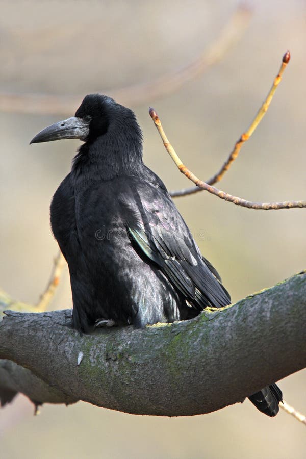 Single Rook Bird on a Tree Branch during a Spring Nesting Period Stock ...