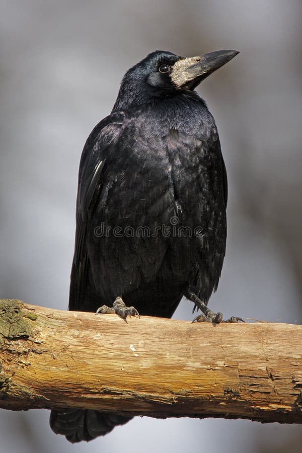 Single Rook Bird on a Tree Branch during a Spring Nesting Period Stock ...