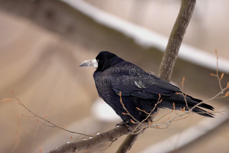 Single Rook Bird on a Tree Branch during a Spring Nesting Period Stock ...