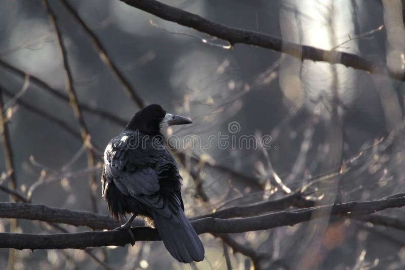 Single Rook Bird on a Tree Branch during a Spring Nesting Period Stock ...