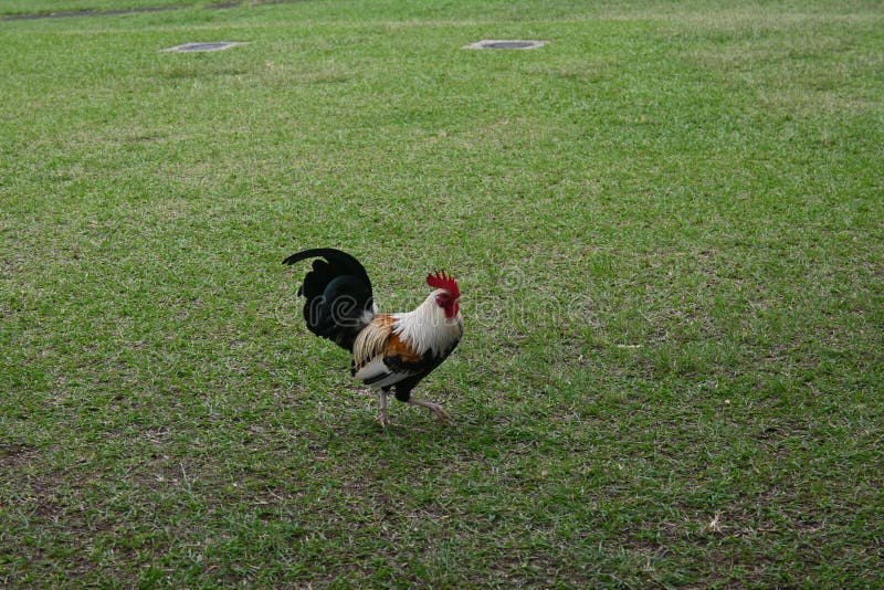 Single Rooster Walking in the Meadow on the Farm Stock Photo - Image of ...