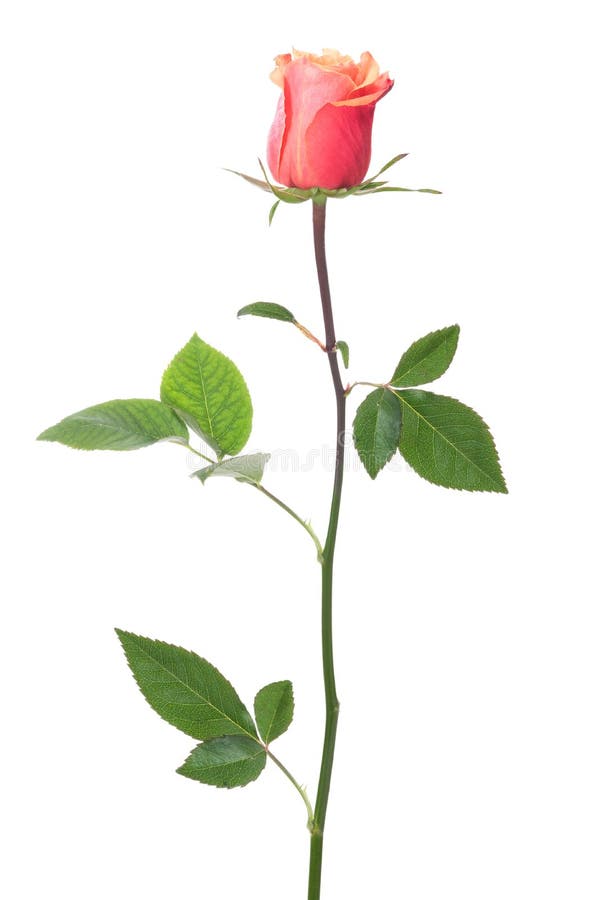 2,600+ Single rose Free Stock Photos - StockFreeImages
