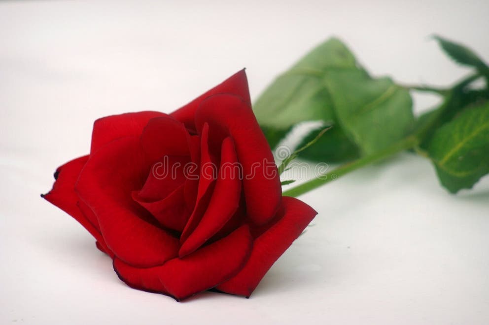 Single Rose stock photo. Image of valentine, valentines - 28818