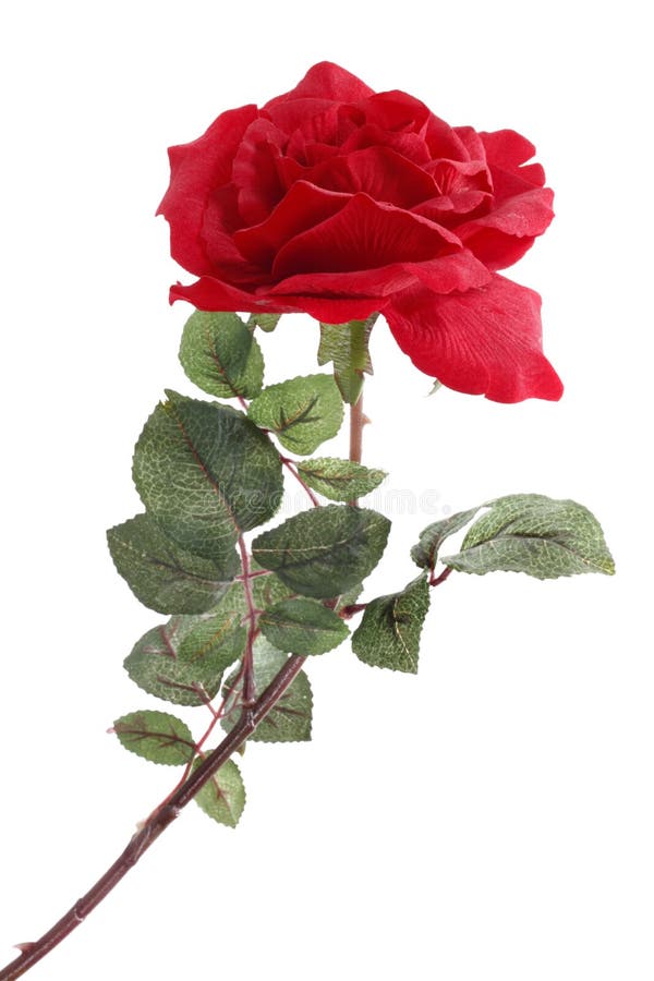 Single rose stock image. Image of color, imitation, bloom - 5361385