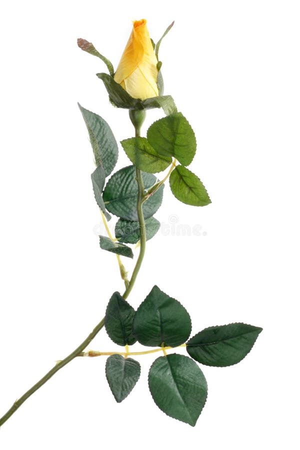 Single rose stock image. Image of beautiful, decoration - 5361389
