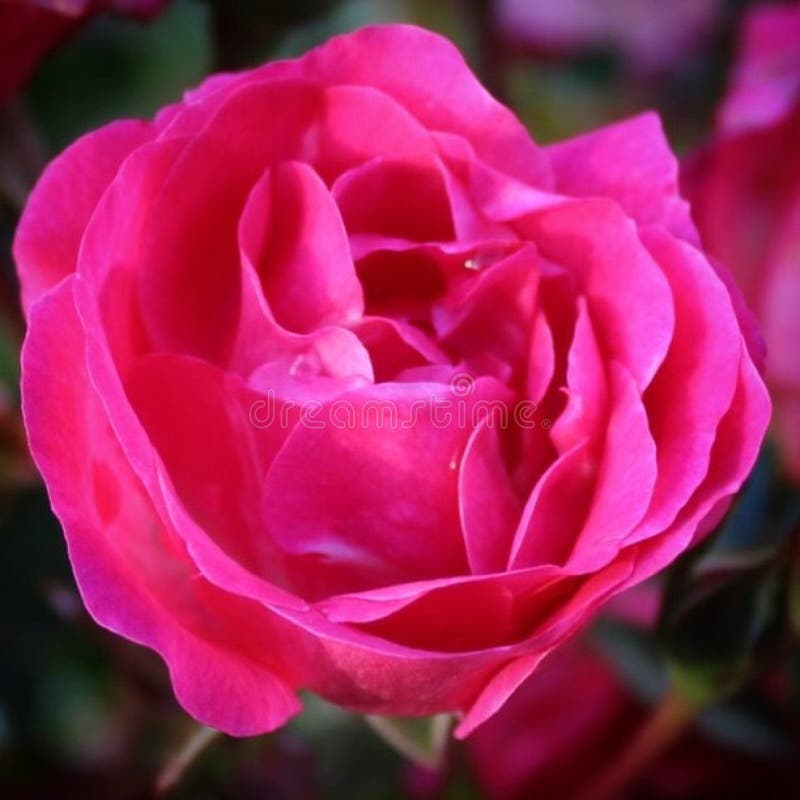 Single Pink Rose Bloom Macro Stock Image - Image of blossom, summer ...
